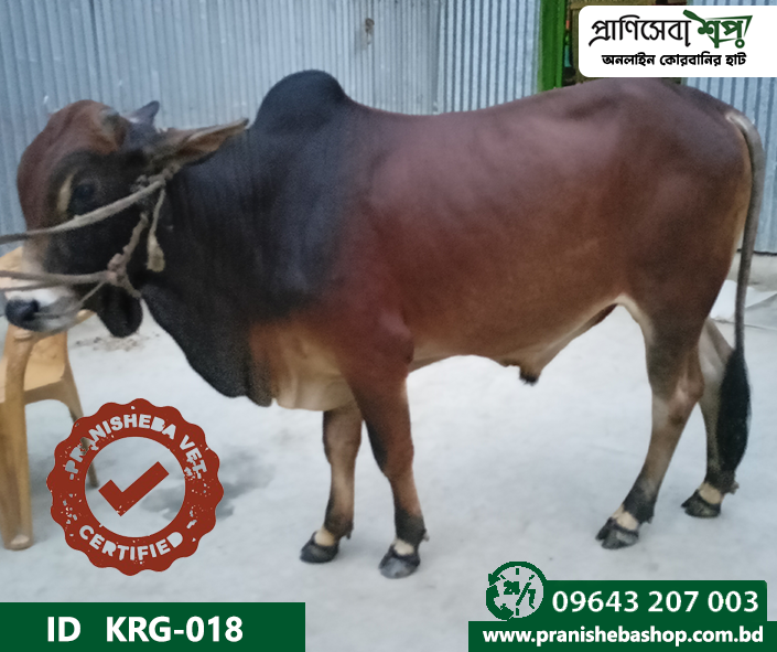 Live Cattle | Online Shopping in Bangladesh| Fresh Food Items, Vegetables, Veterinary Items ...