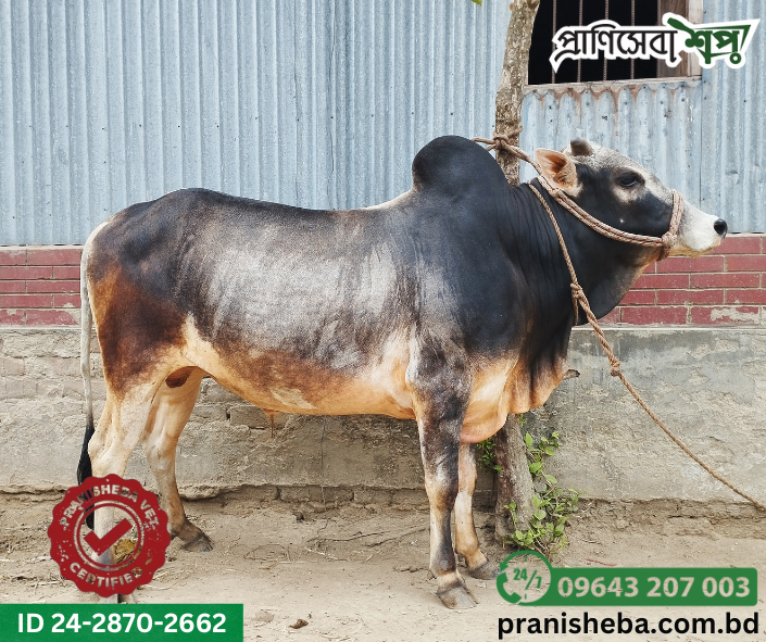 Live Cattle | Online Shopping in Bangladesh| Fresh Food Items ...